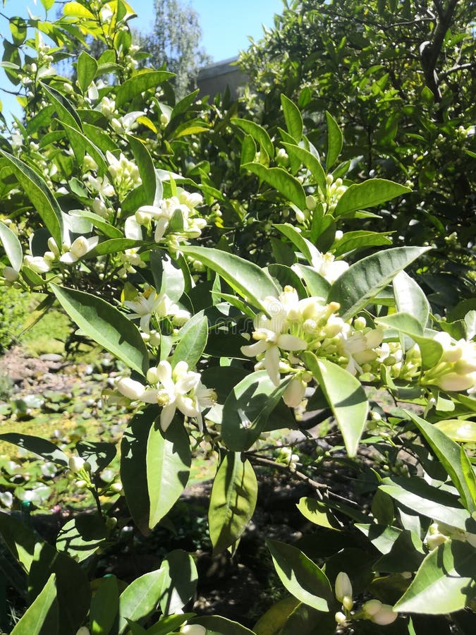 Ornamental Plants and Flowers in Friendship Tree Park Stock Image ...