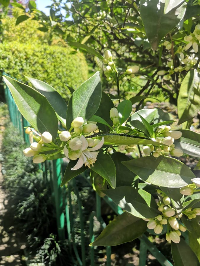 Ornamental Plants and Flowers in Friendship Tree Park Stock Image ...