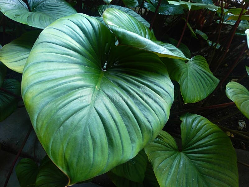 Ornamental Plants in Front of the House Stock Image - Image of tropics ...