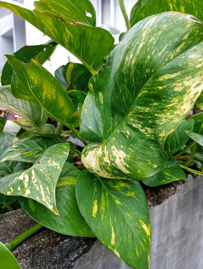 Portrait of Ornamental Plants in Front of the House Stock Photo - Image ...