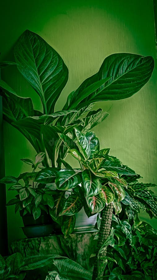 Ornamental Plants Full of Refreshing Greenery Stock Photo - Image of ...