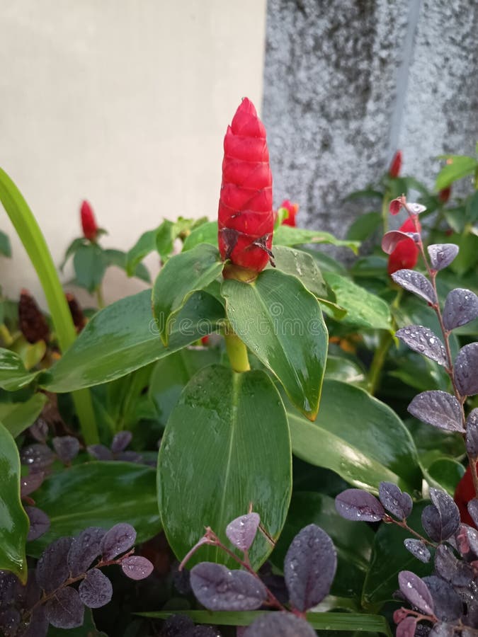 Ornamental Plants of Galangal Flowers Growing in the Yard Stock Image ...