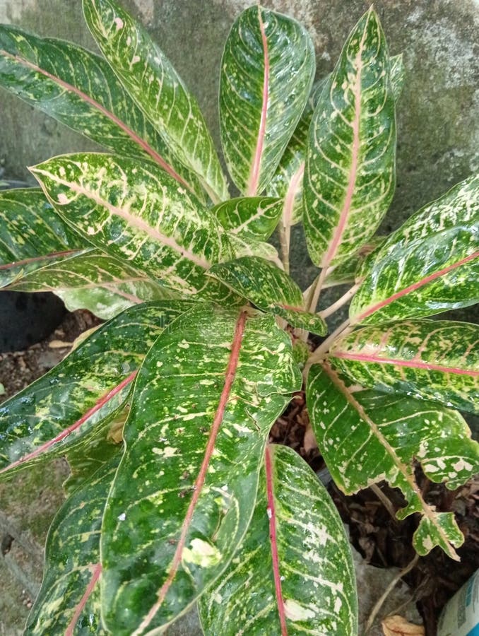 Ornamental Plants that Grow Well in the Yard with Charming Leaf Lines ...