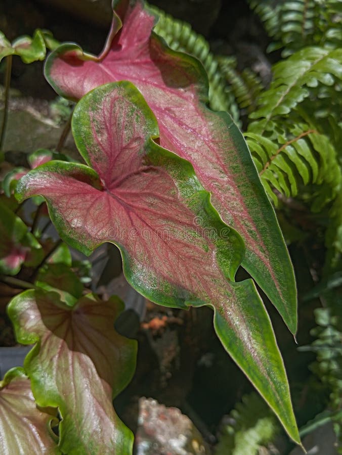 Ornamental Plants Have a Combination of Bright Colors Stock Image ...