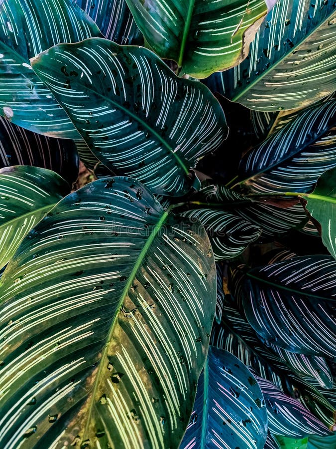 Ornamental Plants that Have Unique Patterns, Taken from a High Angle ...
