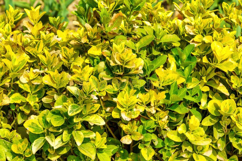 Ornamental Plants. Landscaping. Stock Image - Image of summertime, leaf ...