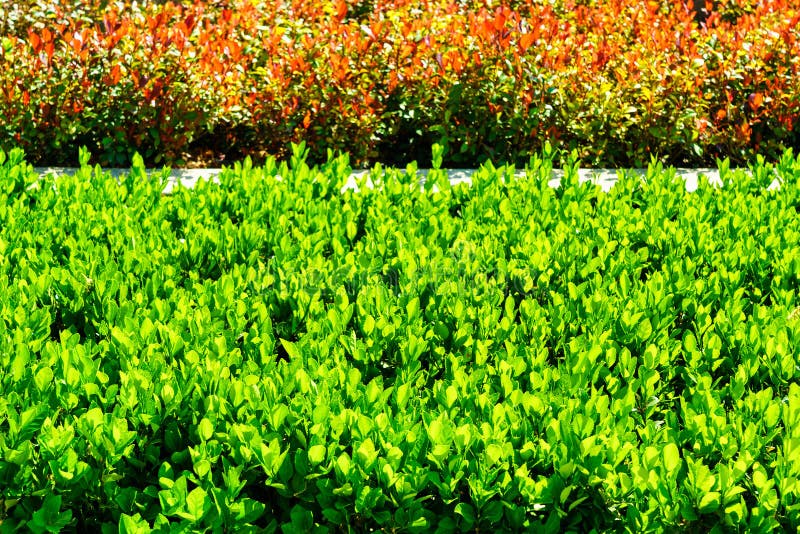 Ornamental Plants. Landscaping. Nature Abstract Background. Stock Photo ...