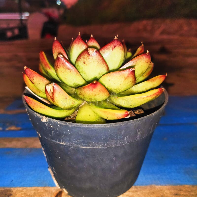 Ornamental Plants of the Mini Cactus Type in Pots Stock Image - Image ...