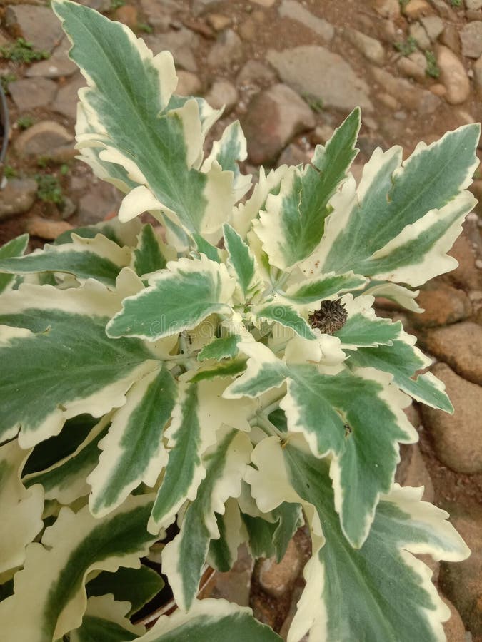 Ornamental Plants Native To Indonesia Stock Image - Image of indonesia ...