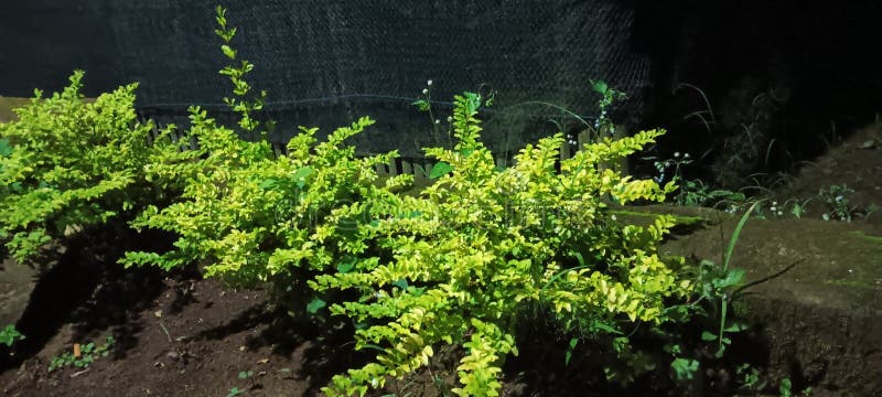 Ornamental Plants at Night Under Lamp Light Stock Photo - Image of ...