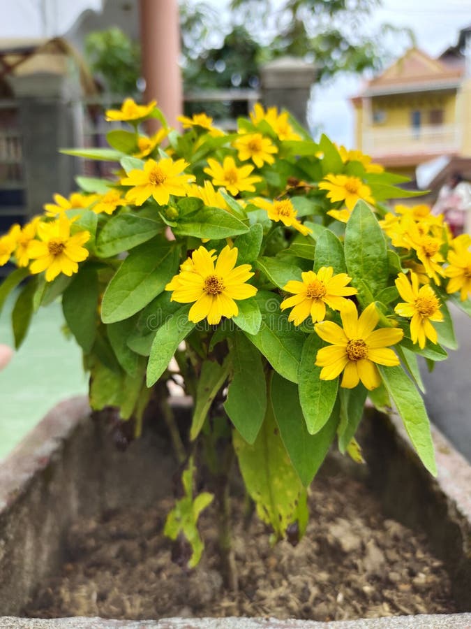 Ornamental Plants that are Often Hunted by Plant Lovers Stock Photo ...