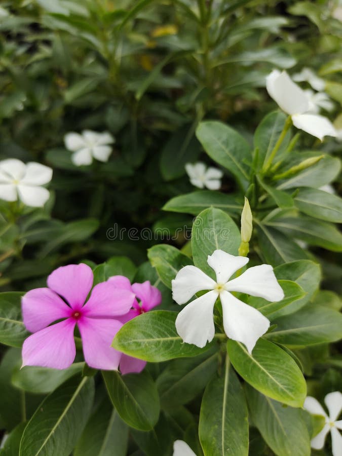 Ornamental Plants that are Often Hunted by Plant Lovers Stock Image ...