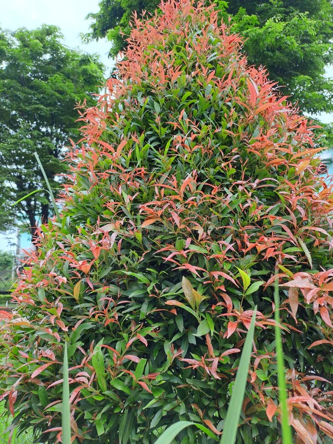 Ornamental Plants for Parks, Offices, Schools Called Red Shoots Stock ...