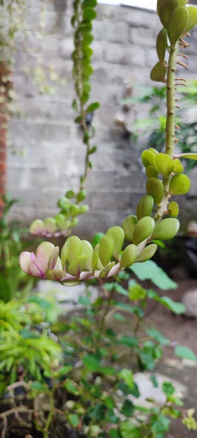 Ornamental plants stock image. Image of yellow, flower - 270717381