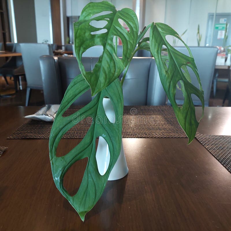 Ornamental Plants on the Restaurant Dining Table Stock Image - Image of ...