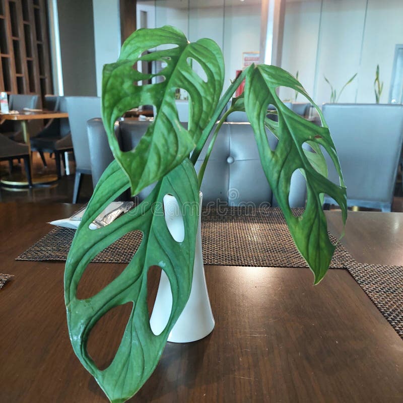 Ornamental Plants on the Restaurant Dining Table Stock Image - Image of ...