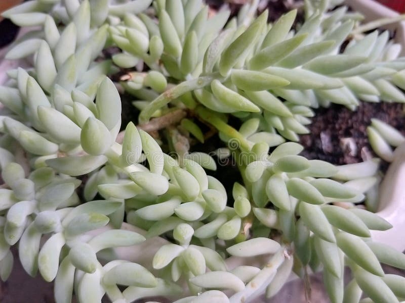 Ornamental Plants with Sharp Ends in Pots Stock Photo - Image of hand ...