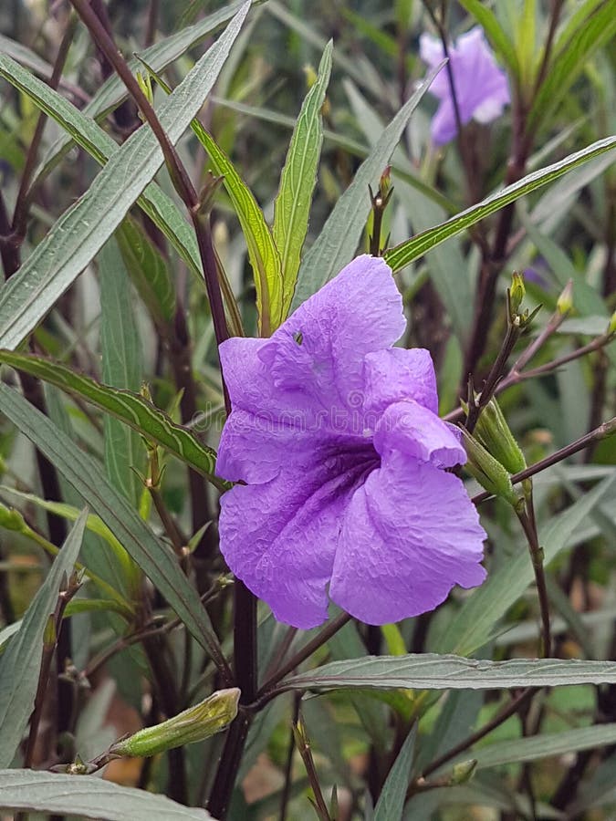 The Ornamental Plants in Small Garden Outside Stock Photo - Image of ...
