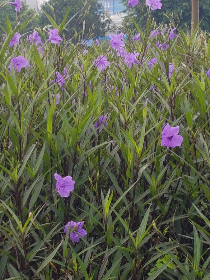 The Ornamental Plants in Small Garden Outside Stock Image - Image of ...
