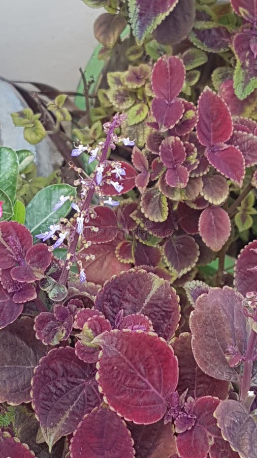 The Ornamental Plants Trees in Small Garden Outside Areas Stock Photo ...