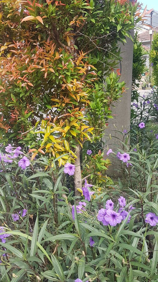 The Ornamental Plants Trees in Small Garden Outside Areas Stock Photo ...