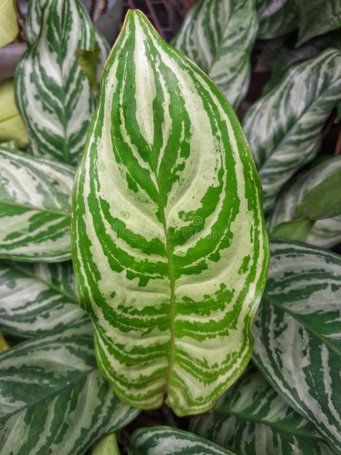 Ornamental Plants with Very Attractive Colors Stock Image - Image of ...