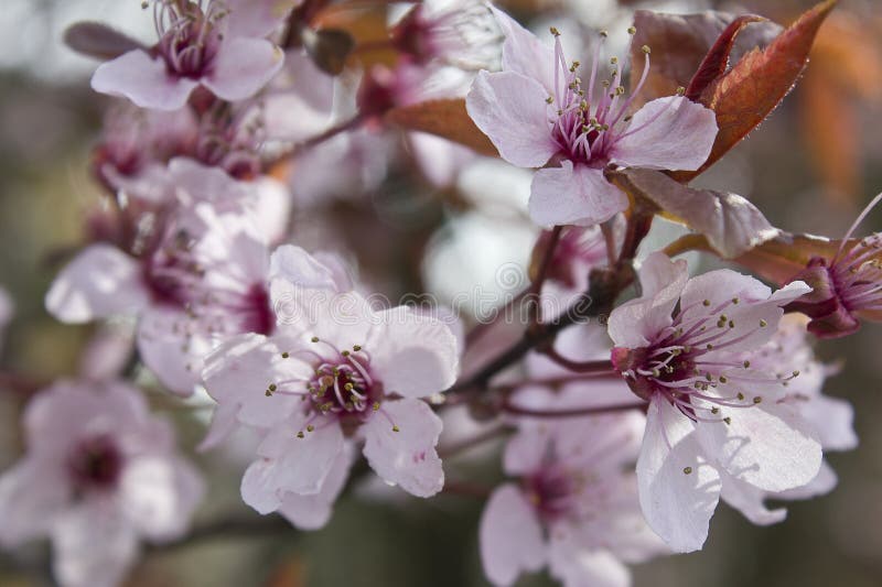 Ornamental Plum Tree with Pink Flowers Stock Image - Image of plant ...