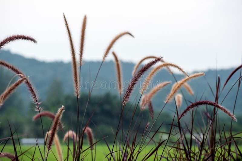 Nut Grass, Purple Nutsedge, Nutsedge (Cyperus Rotundus Linn.). Stock ...