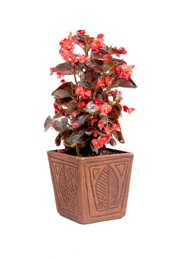 Ornamental Red Leaf Begonia Potplant in Handmade Pot Stock Photo ...