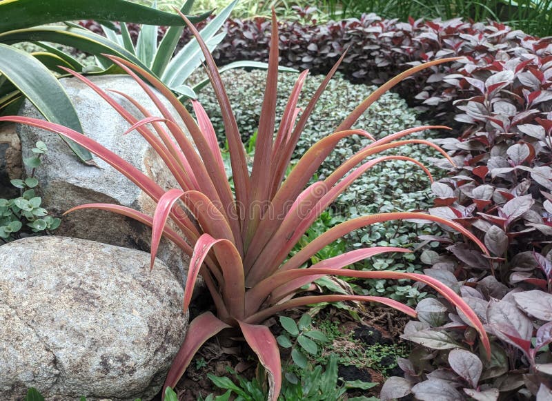 Ornamental Red Pineapple Trees among Garden Rocks Stock Photo - Image ...