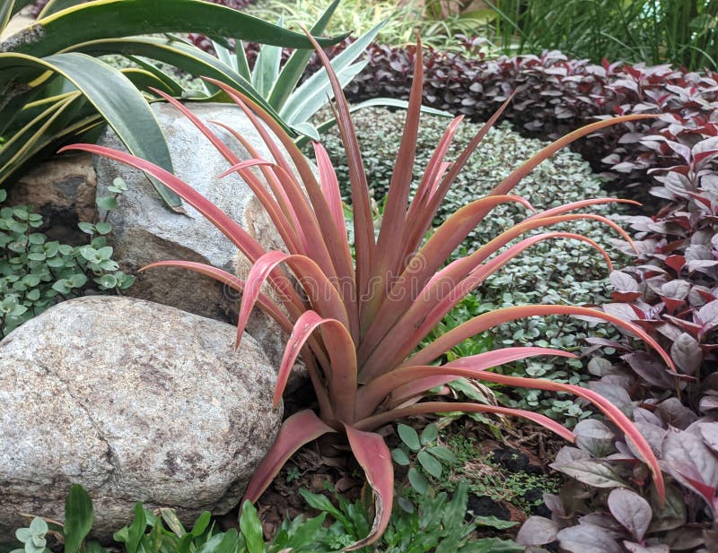 Ornamental Red Pineapple Trees among Garden Rocks Stock Photo - Image ...