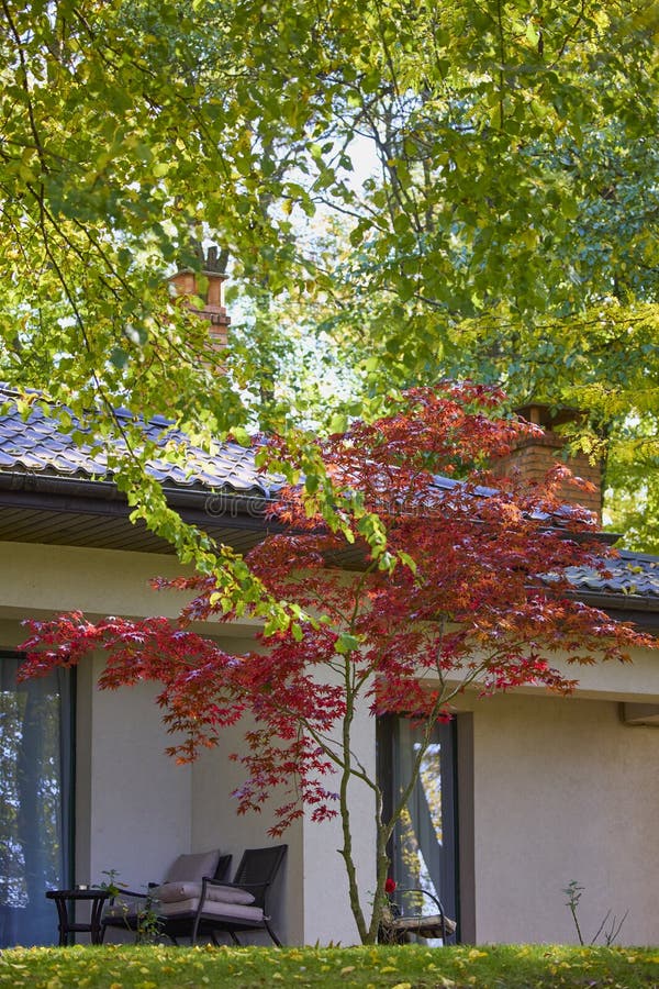 An ornamental red tree stock photo. Image of decorative - 234148580