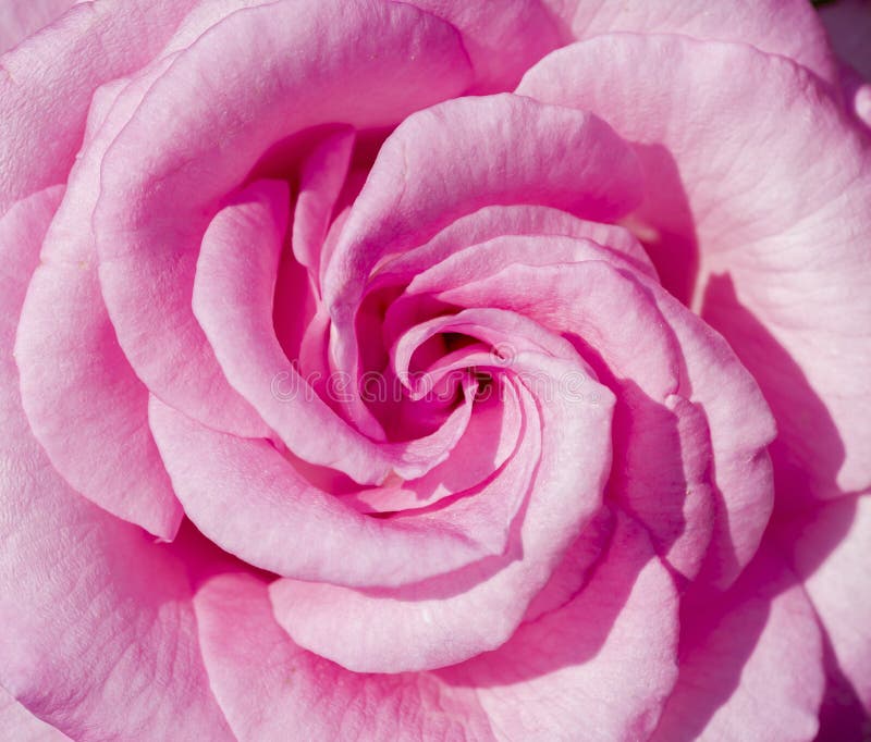 Ornamental rose stock photo. Image of beautiful, macro - 30894798
