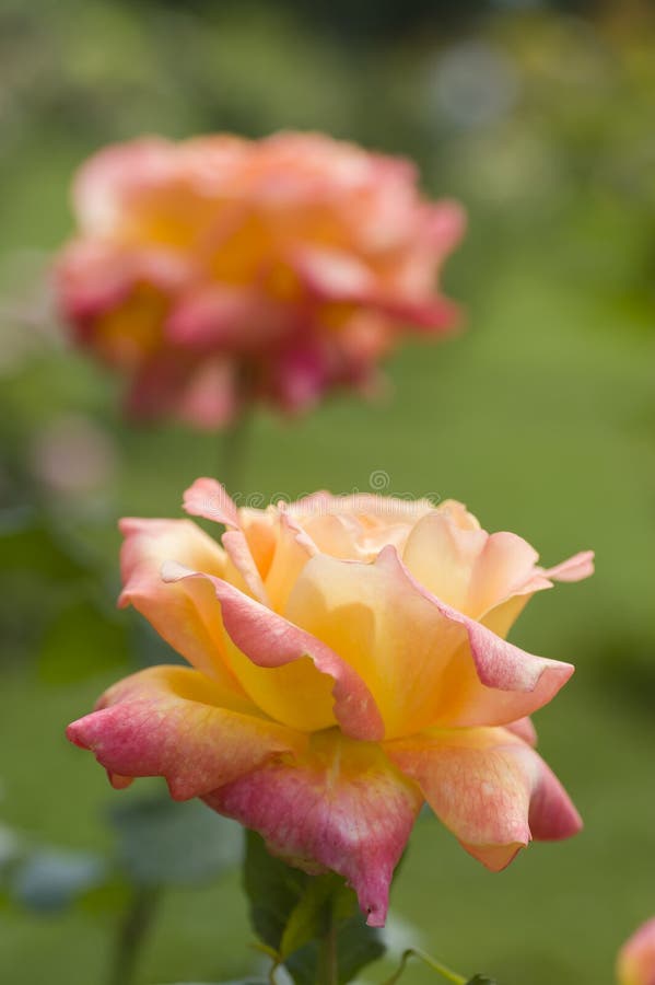 Ornamental rose stock image. Image of blossom, colorful - 30894639