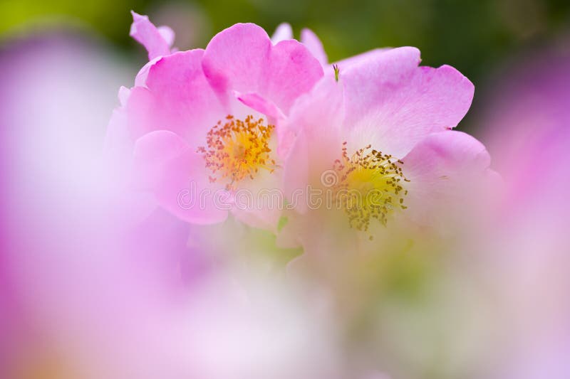 Ornamental roses stock image. Image of flower, freshness - 30894381