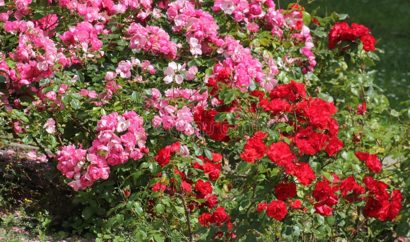 Ornamental Roses stock image. Image of garden, pink, blossoming - 42909851