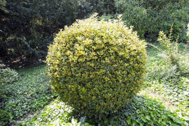 Ornamental Shrub in the Form of Light Green Ball Stock Photo - Image of ...