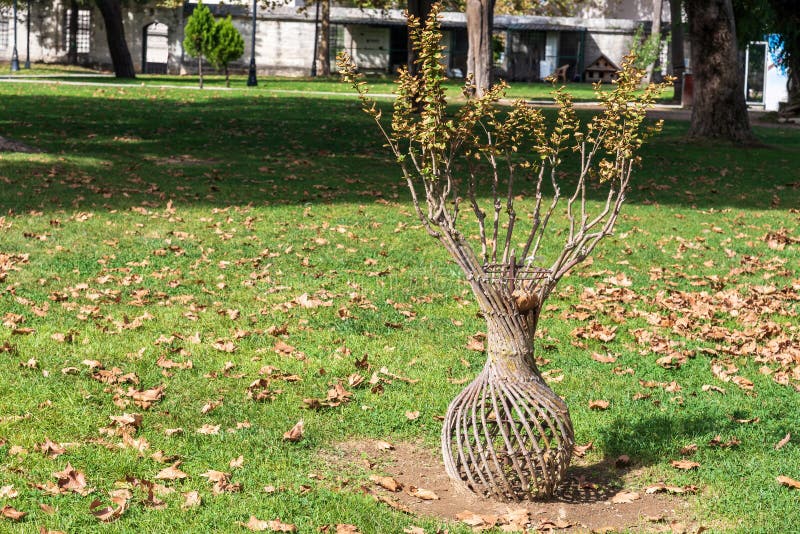 An Ornamental Shrub with Intertwined Trunks. Stock Photo - Image of ...