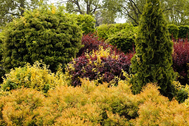 Ornamental Shrubs in the Park Stock Photo - Image of background, back ...