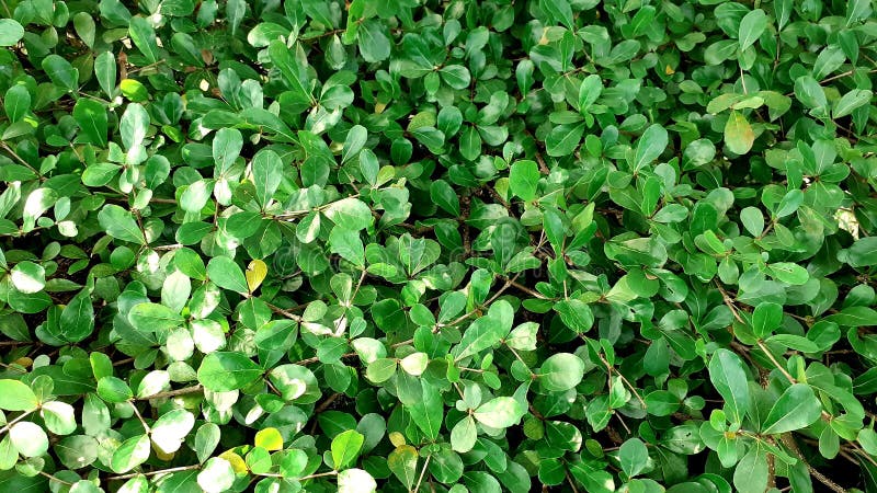 Ornamental Shrubs, Wall Shrubs Grass Plants. Stock Photo - Image of ...