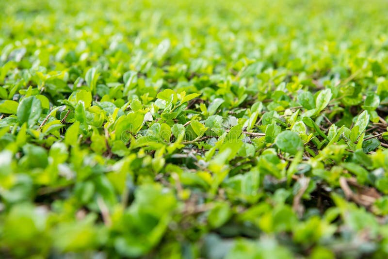 Ornamental Shrubs ,Wall Shrubs in Outdoor. Stock Photo - Image of flora ...