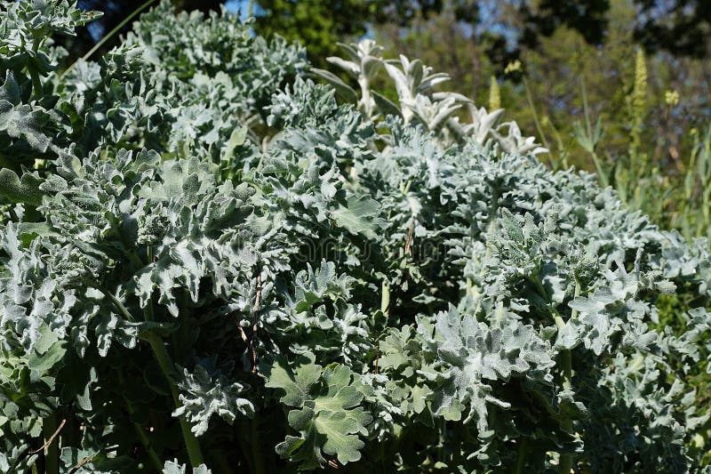 Ornamental Silver Grass Campanula Sartorii in Sunlight Stock Photo ...