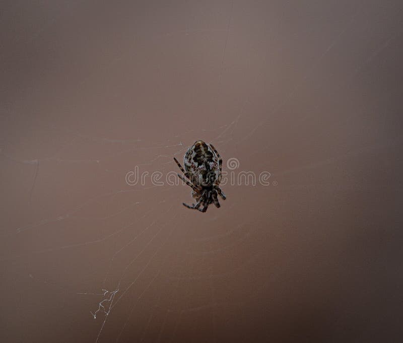 Ornamental Spider Hanging in Its Spider Web. Stock Photo - Image of ...