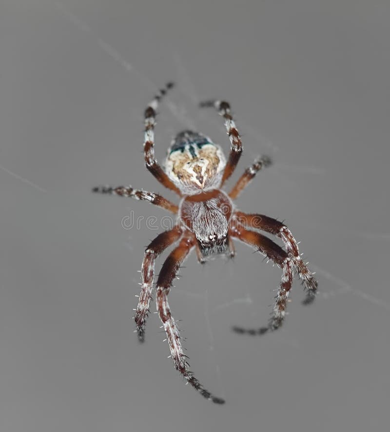 Ornamental Spider with a Natural Portrait of a Wolf or Bear on Its Back ...