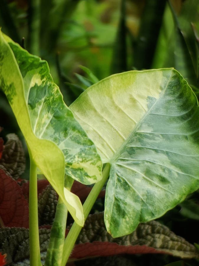 Ornamental taro plant stock image. Image of plant, taro - 358693585