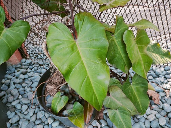 Ornamental Taro Planted in a Pot Stock Image - Image of autumn, flower ...