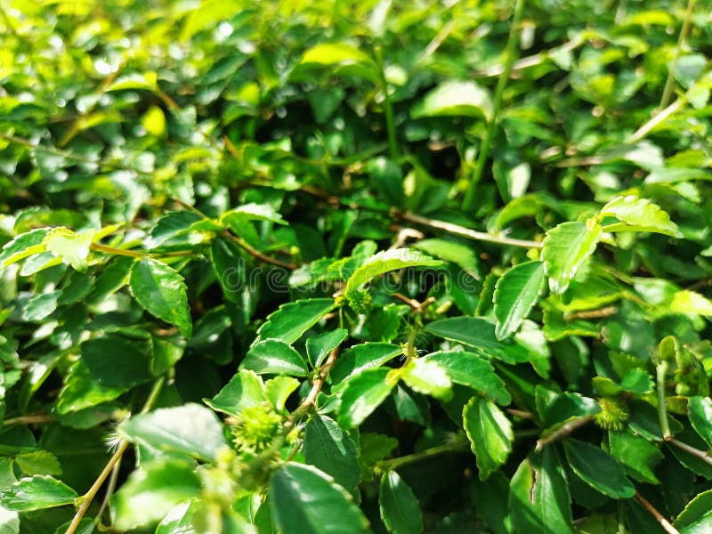 Ornamental Tea Trees for Garden Fences Stock Image - Image of garden ...