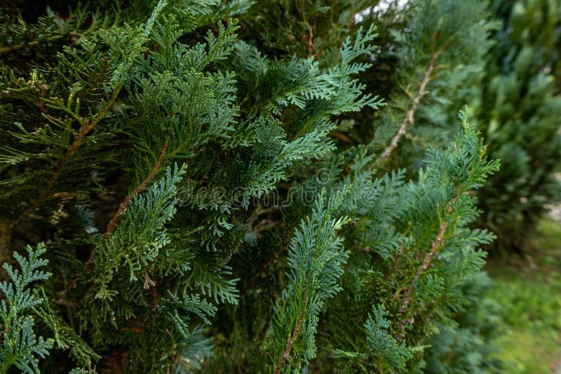 A Close-up View of Thuja Branches. Stock Illustration - Illustration of ...