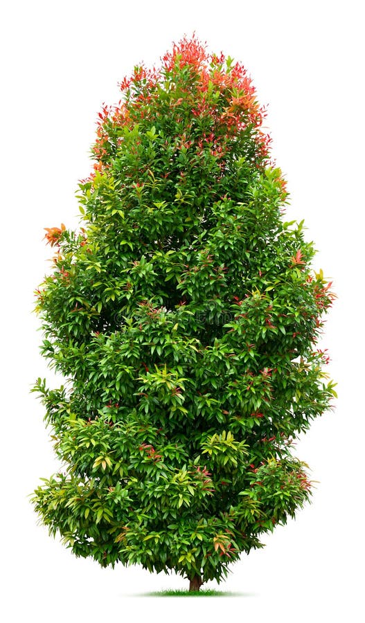 Ornamental tree stock image. Image of background, isolated - 43212535