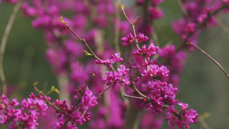 Ornamental Tree Blooming with Beautiful Pink Colored Flowers. Trees in ...